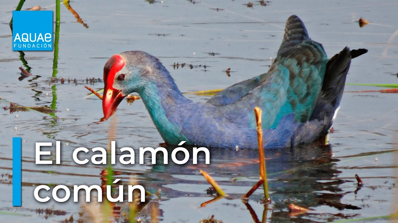 El CALAMÓN: el "gallo marino" - YouTube