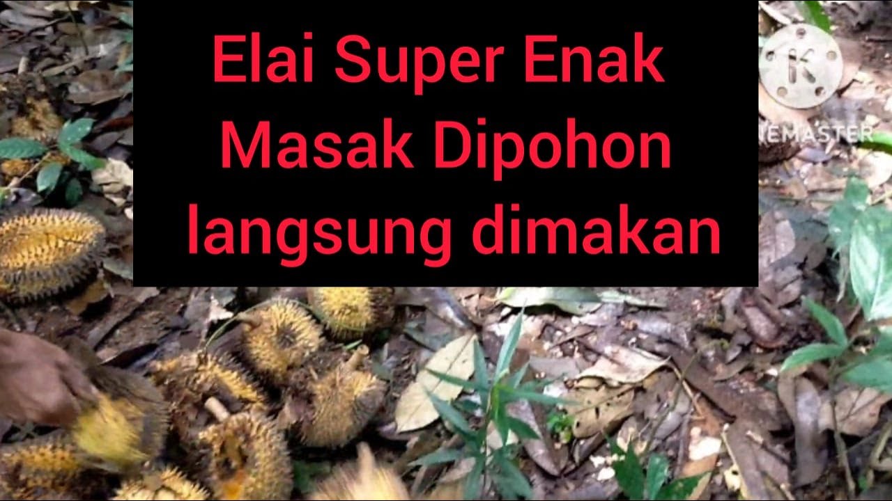 Makan Buah Elai Yang Masak dipohonnya langsung tanpa diperam - YouTube