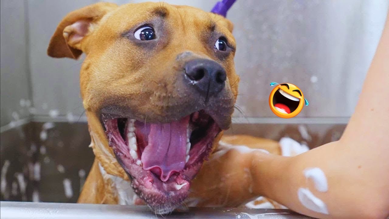 Funny DOGS are here to MAKE YOU LAUGH 🐶 Laugh Till You Cry With These ...