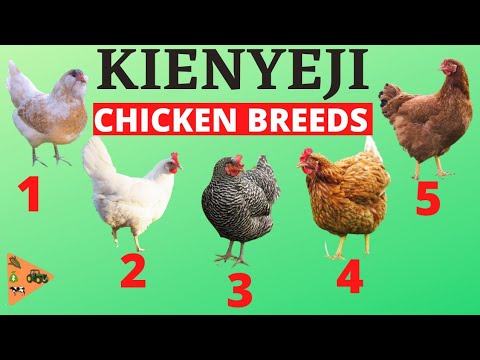 5 BEST Kienyeji Chicken Breeds in Kenya | Chickens that GROW FASTER ...