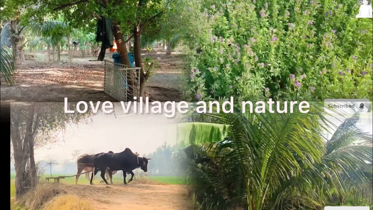 Village life rural life with nature and peace in Pakistani villages ...