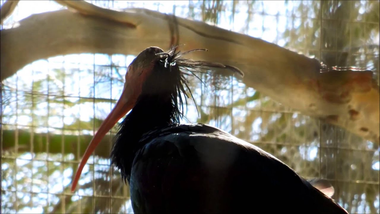 Northern Bald Ibis, Geronticus eremita, The Living Desert - YouTube