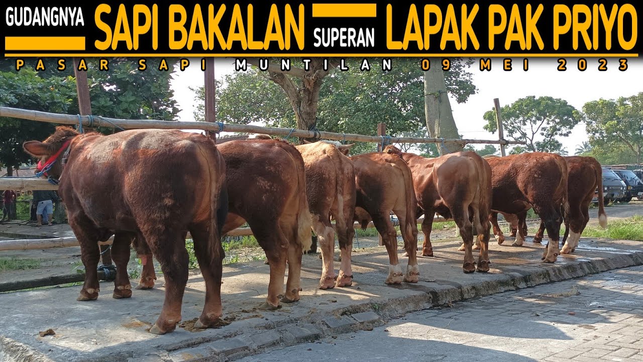 Sapi Sapi Bakalan Superan Lapak Pak Priyo Pasar Sapi Muntilan !! - YouTube