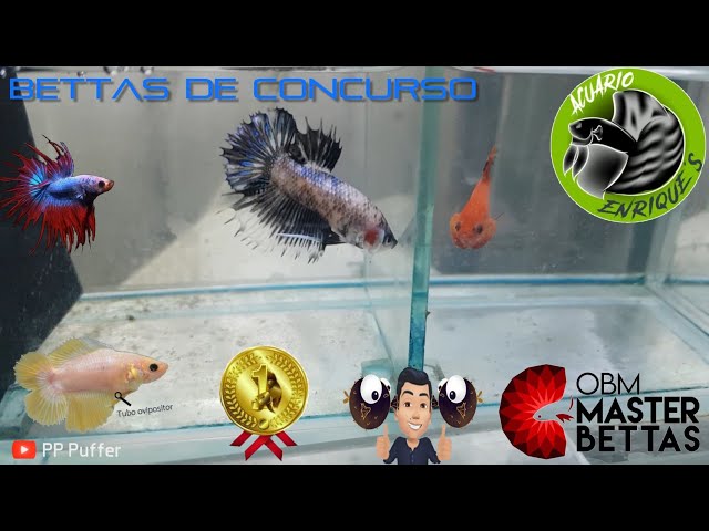 Cultivar Plantas Con Peces Betta Está Bien Esta Configuración Del