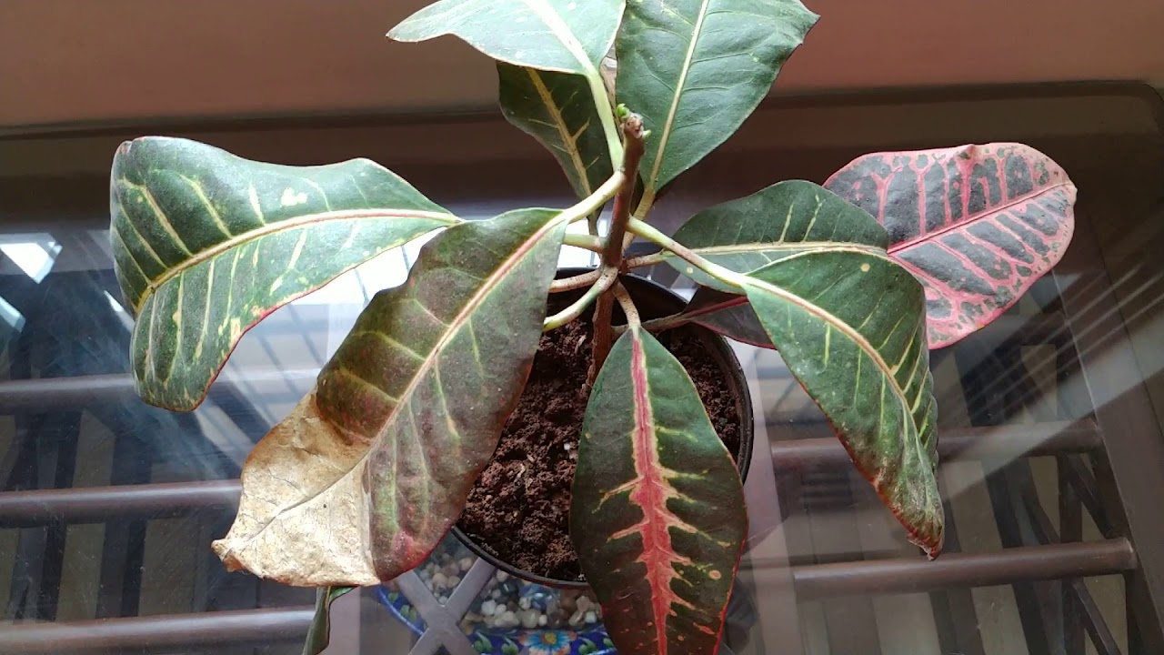 How to save a dying croton. How to get new growth in Croton - YouTube