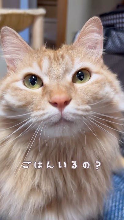 まだ食べる？と聞いたら…！！！ #shorts #ねこと会話 #しゃべる猫 ##cutecatchannel #talkingcat #ねこ ...