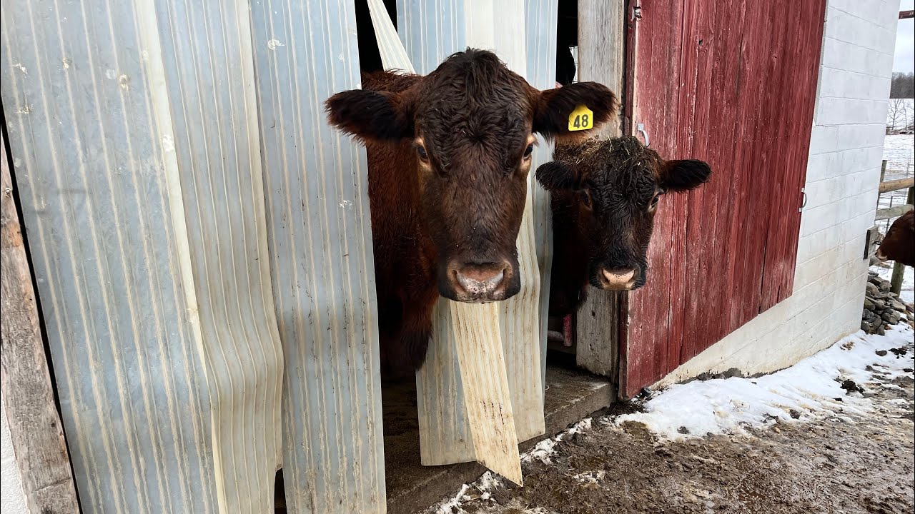 Ugh!! Not AGAIN!! - YouTube