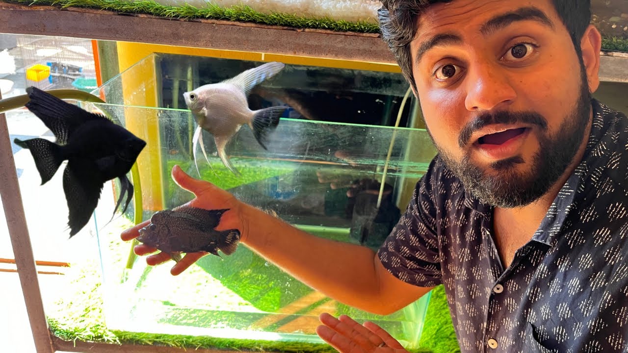 New Angle Fish Added 😍 - YouTube