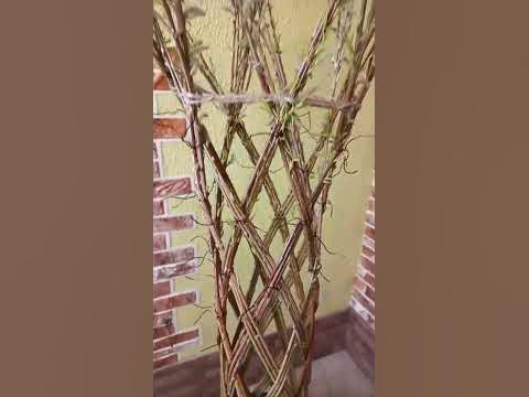 ПЛЕТУ ИВОВЫЕ ДЕРЕВЬЯ ИЗ СВОЕЙ ЛОЗЫ.. - YouTube