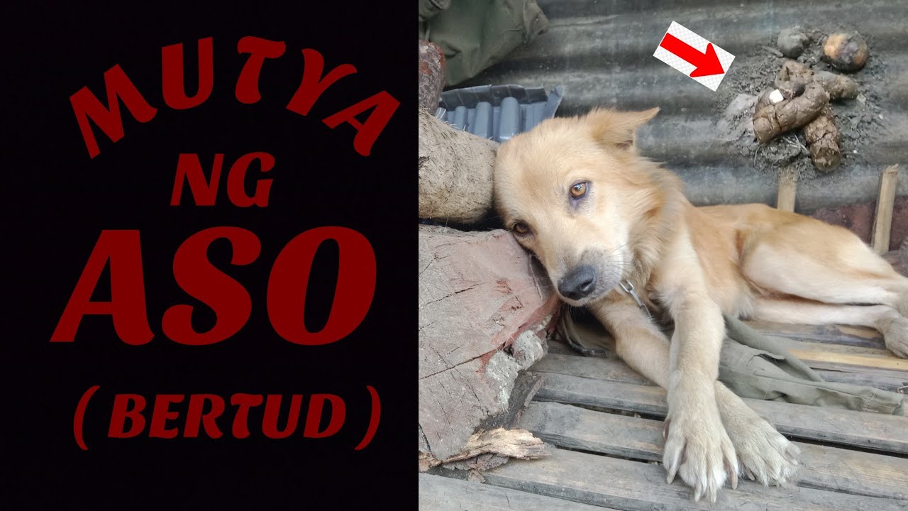 MUTYA NG ASO ( TAGABULAG at PAMPASWERTE ) *True Story* - YouTube