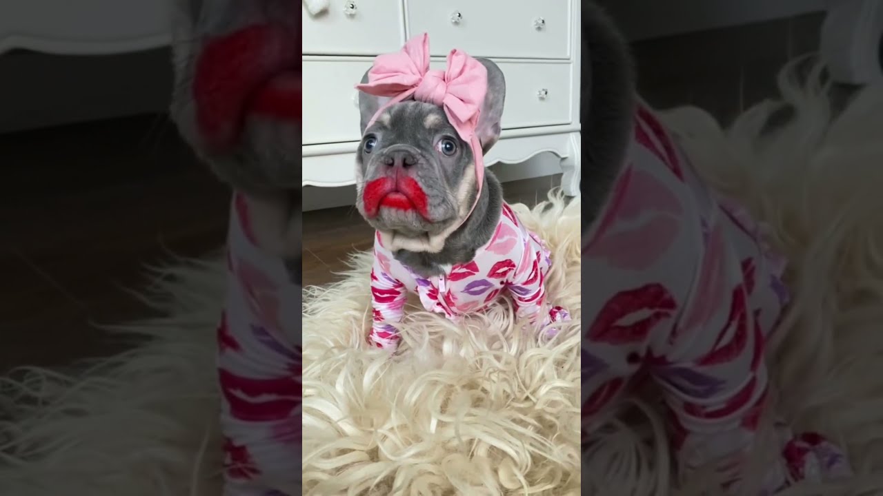 los perros 🐶🐩 más divertidos de todo el YouTube mira esta recopilación ...