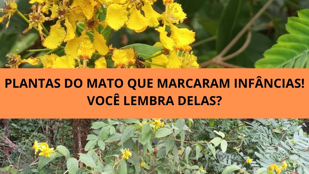 PLANTAS DO MATO QUE MARCARAM INFÂNCIAS! VOCÊ LEMBRA DELAS? - YouTube