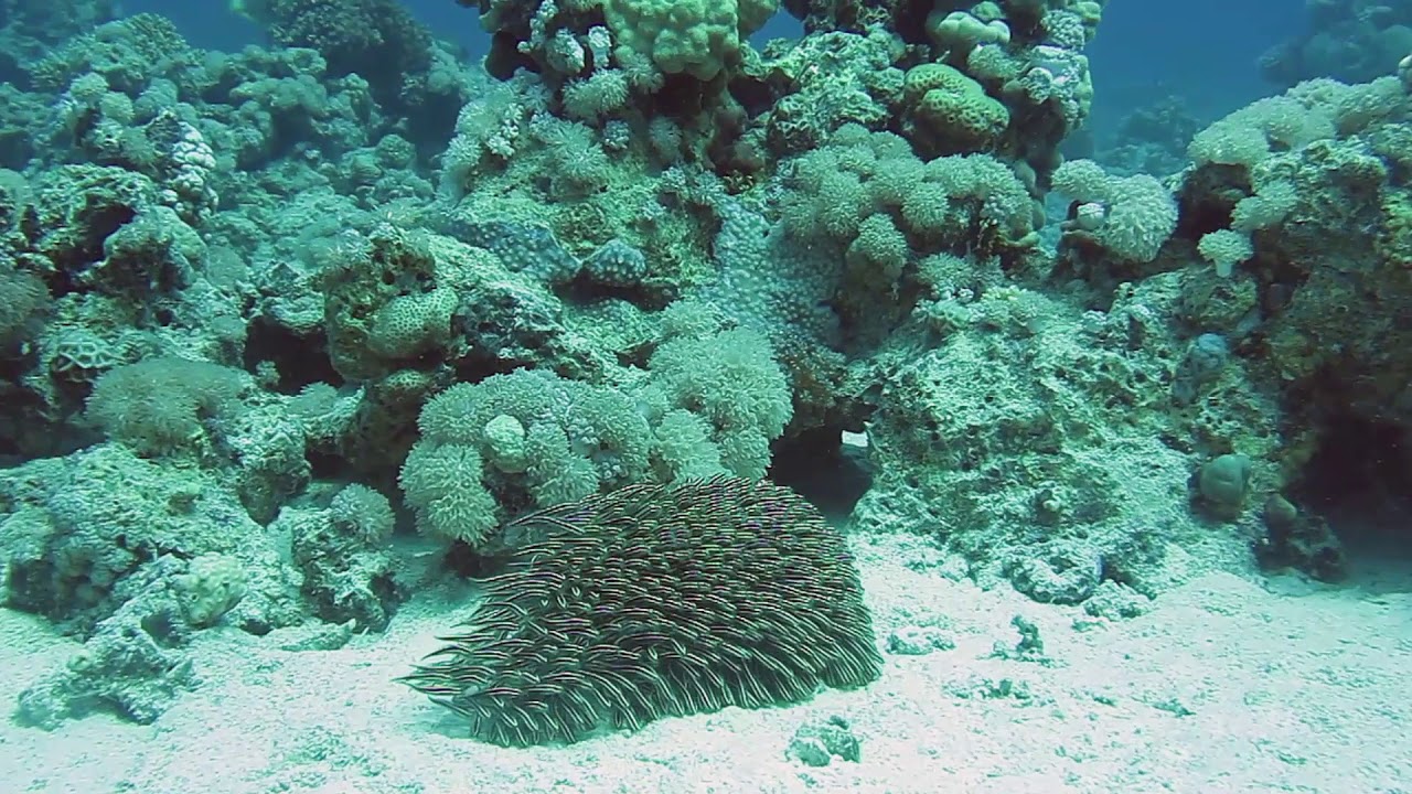 Poissons-chats, Mer Rouge, Safaga, Egypte - YouTube
