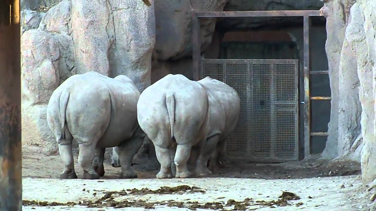 Rhinos playing at Rio Grande Zoo - YouTube