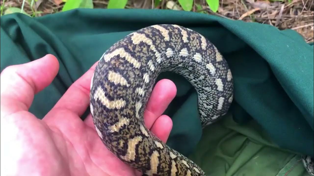 Python Eats Pet Budgie - Torbanlea - YouTube
