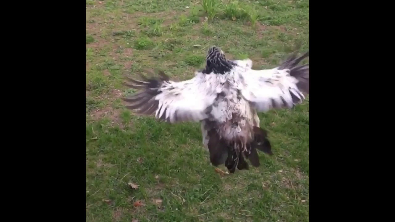 Chickens flying in slow motion - YouTube
