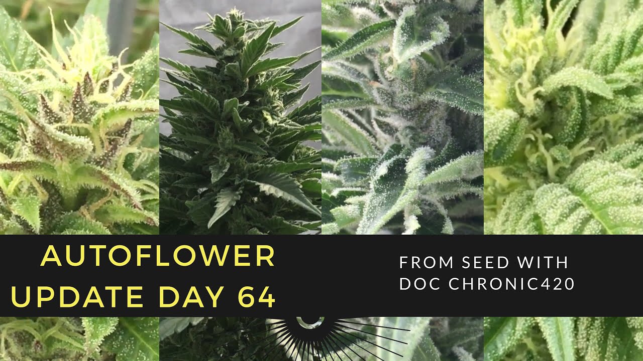 Autoflower update day 64 from seed - YouTube