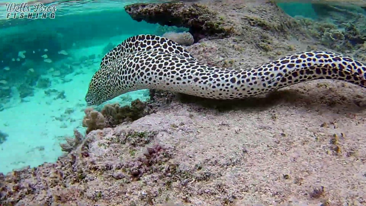 Wreck Reef - Big Cat Reality 2016 - YouTube