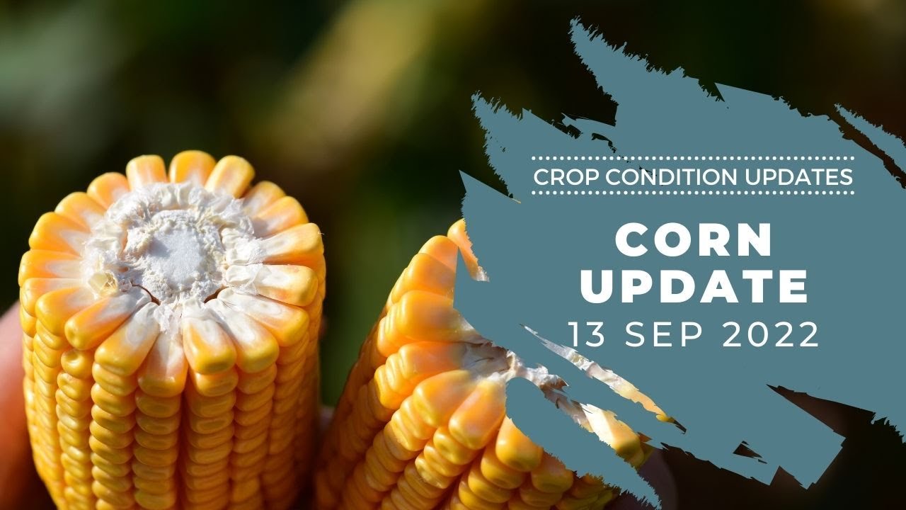 Corn Update, 13 SEP 2022 - YouTube