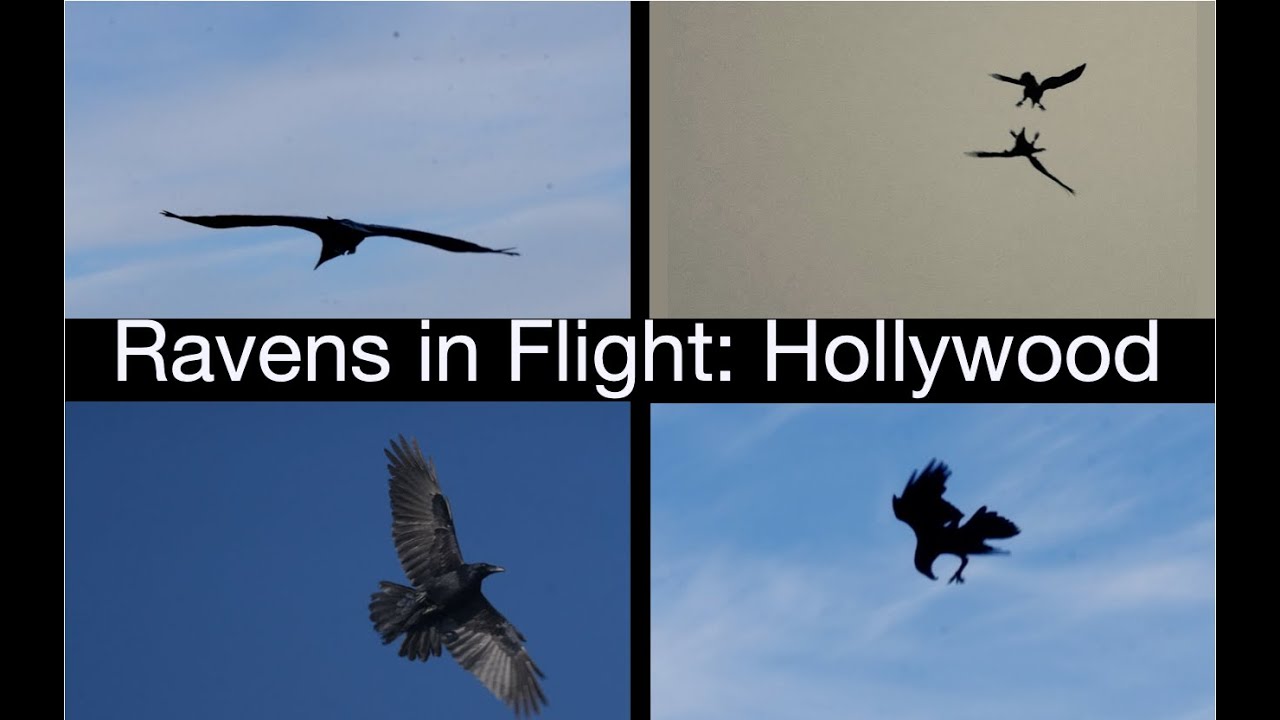 Ravens in Flight: Hollywood - YouTube