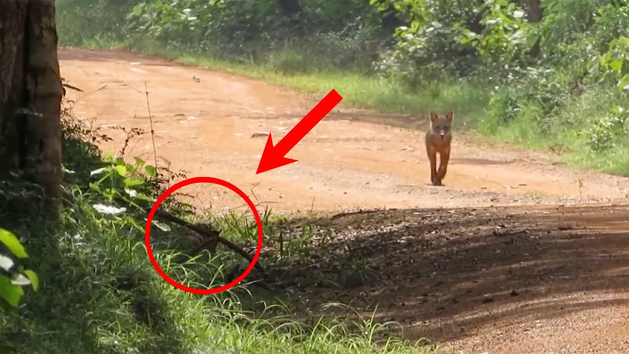 Jackal just about escapes after a sneaky Leopard ambush. - YouTube