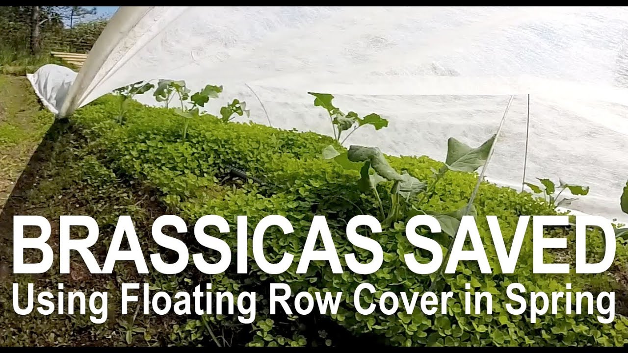 Using Floating Row Covers