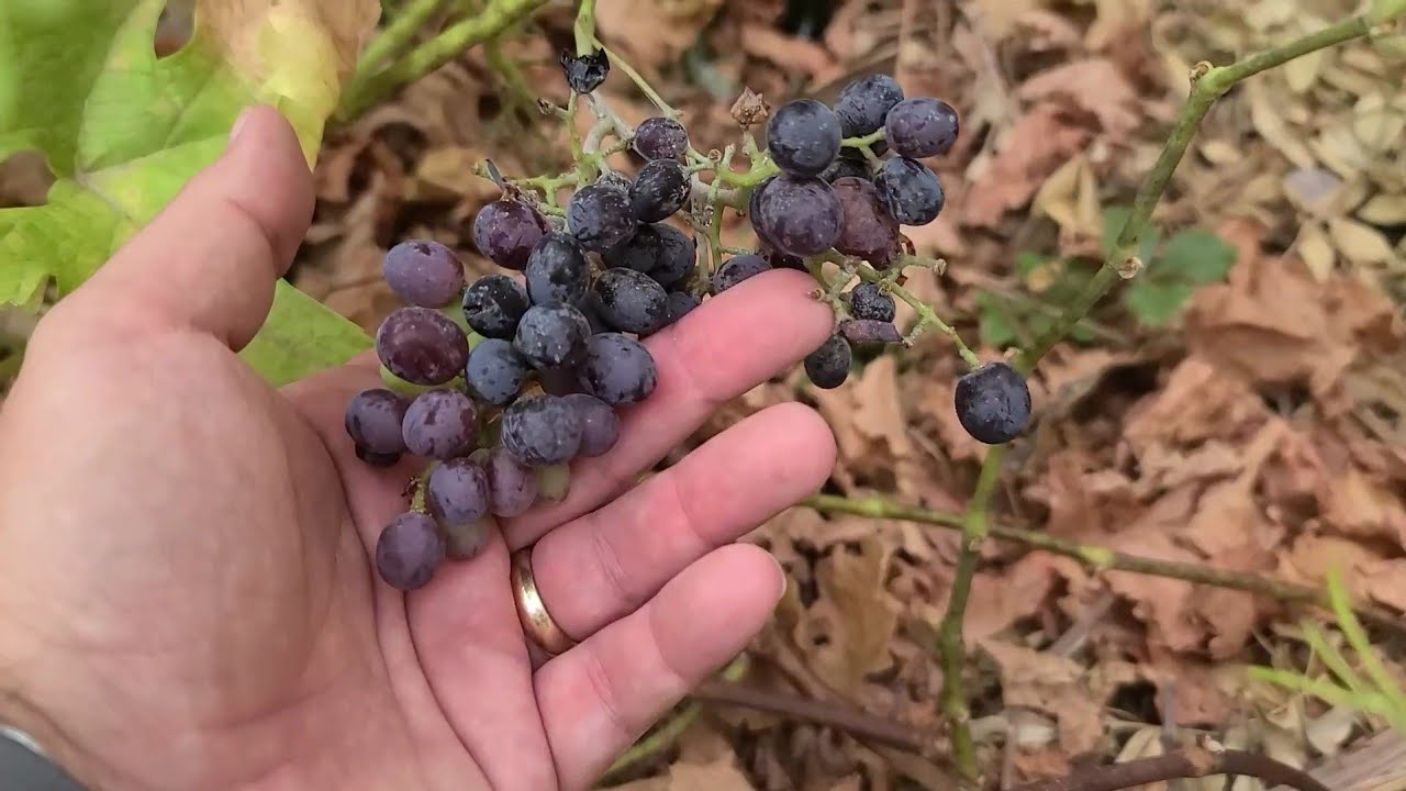 Black Monukka Grape Vine - YouTube