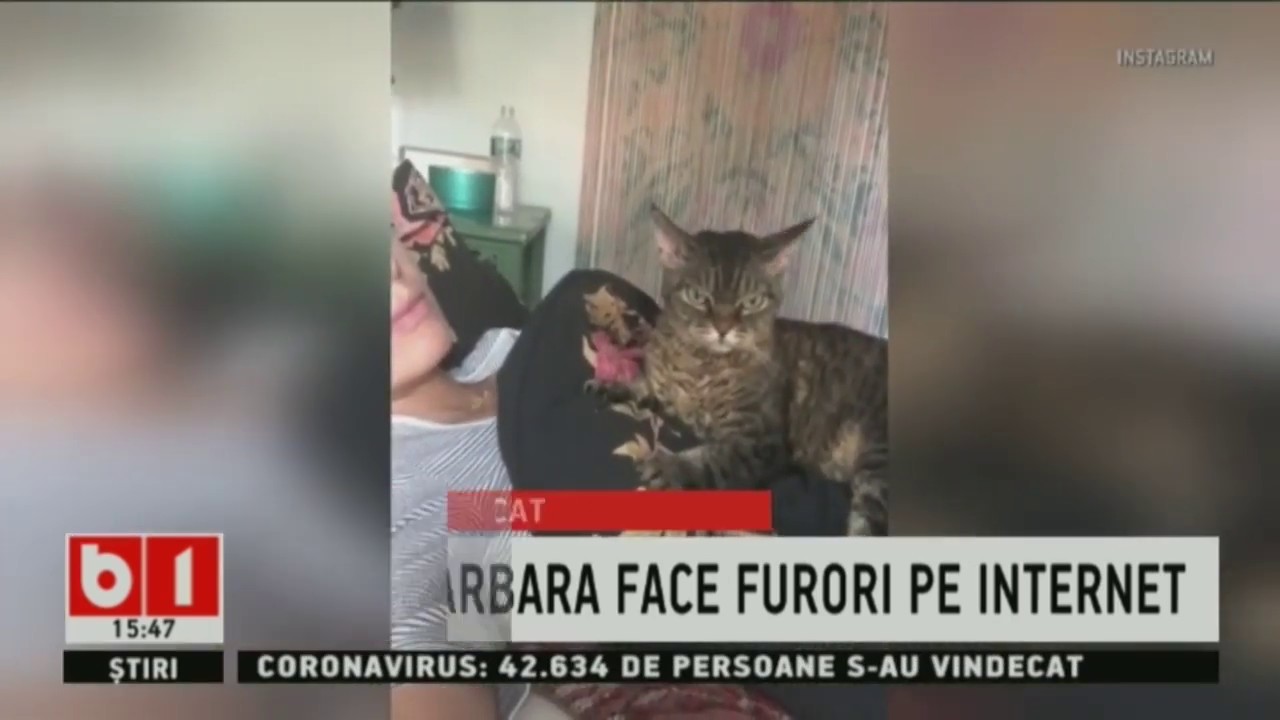 Grumpy Barbara, noua vedetă în online. Pisica a cucerit internetul ...