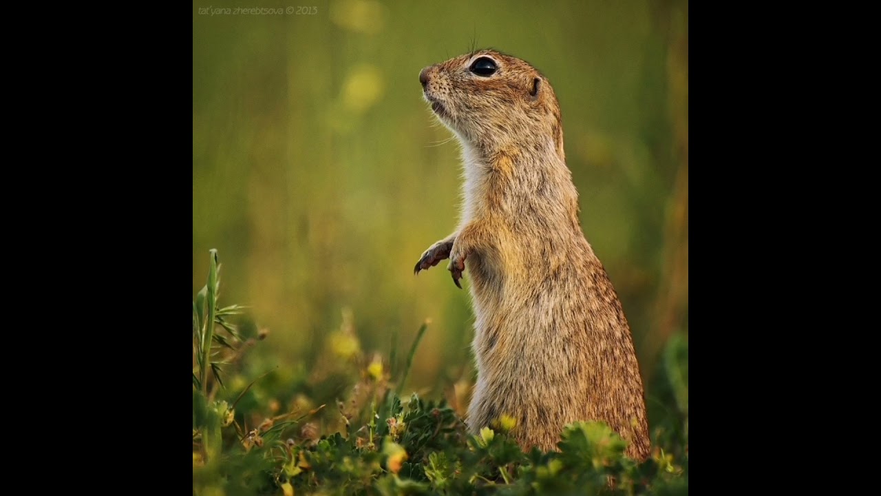 Gopher Animal Sounds