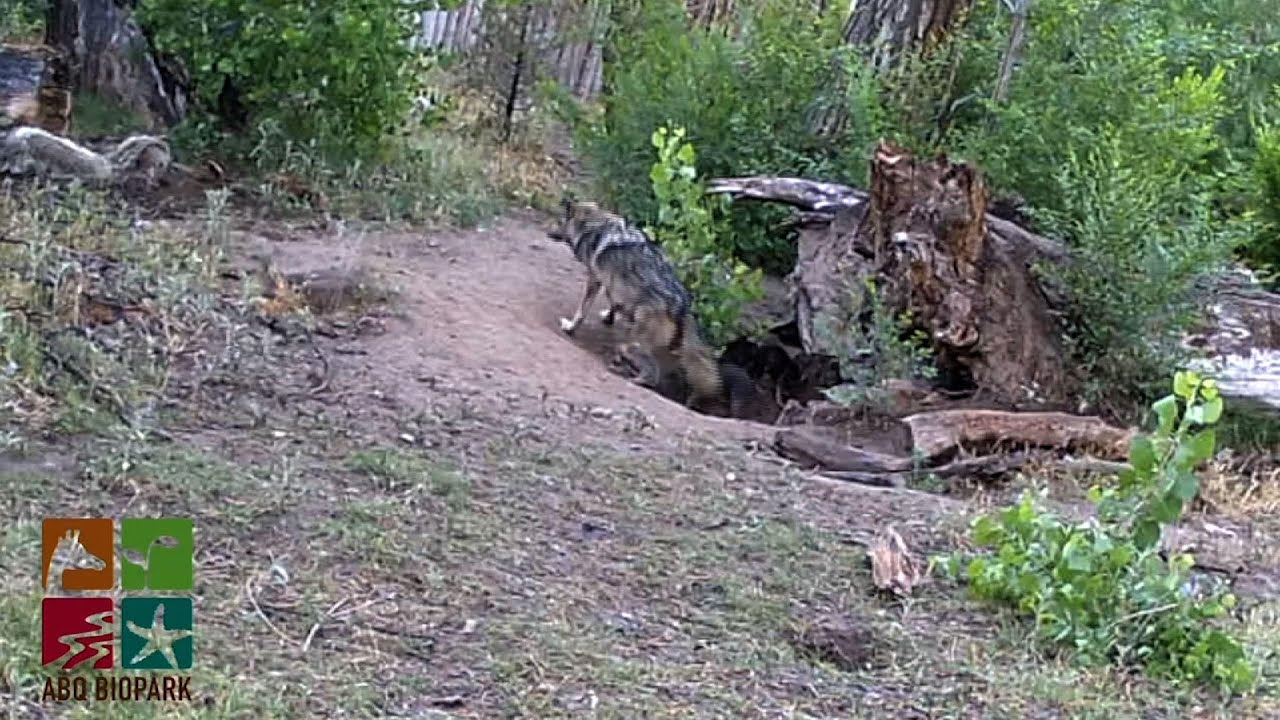Seven pups born to zoo's rare Mexican gray wolf - YouTube