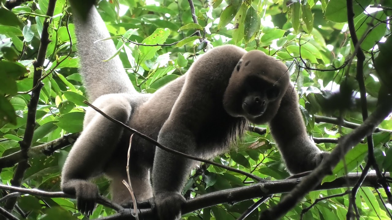 Common Woolly Monkey, Slightly Annoyed by Our Presence! - YouTube