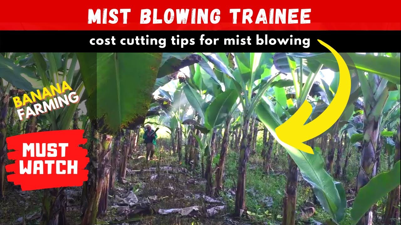 Mist Blowing Trainee | Lakatan Foliar Spraying - Banana Farming - YouTube