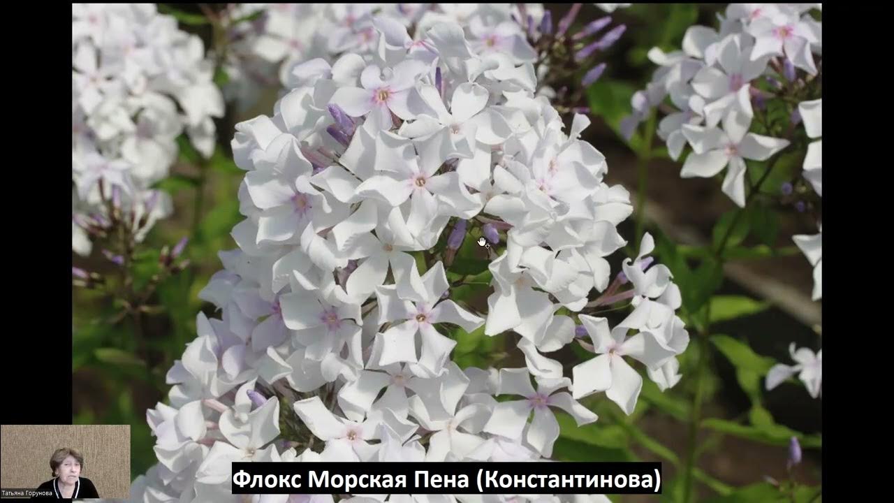 Бело-голубые флоксы, композиция! - YouTube