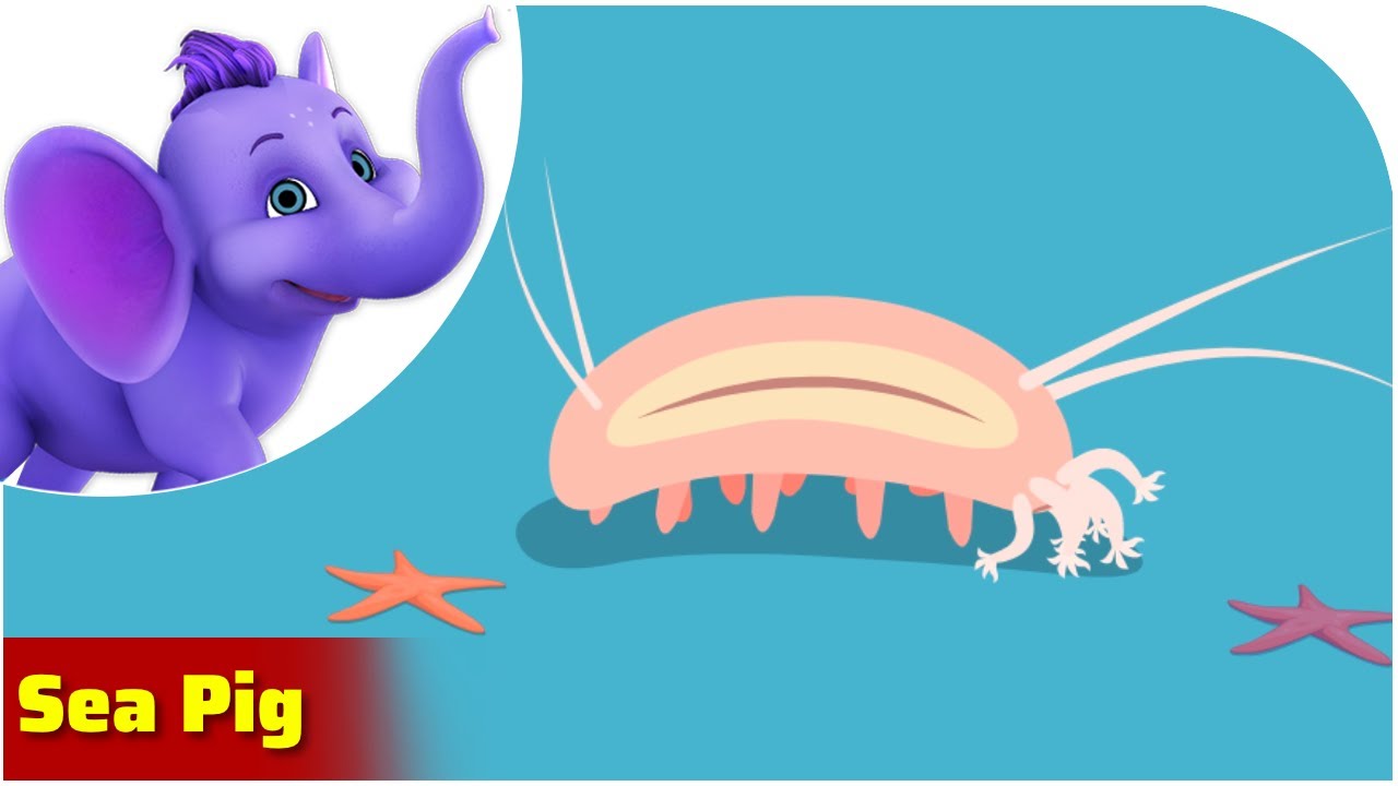 Sea Pig / Weird Animal Songs / Appu Series - YouTube