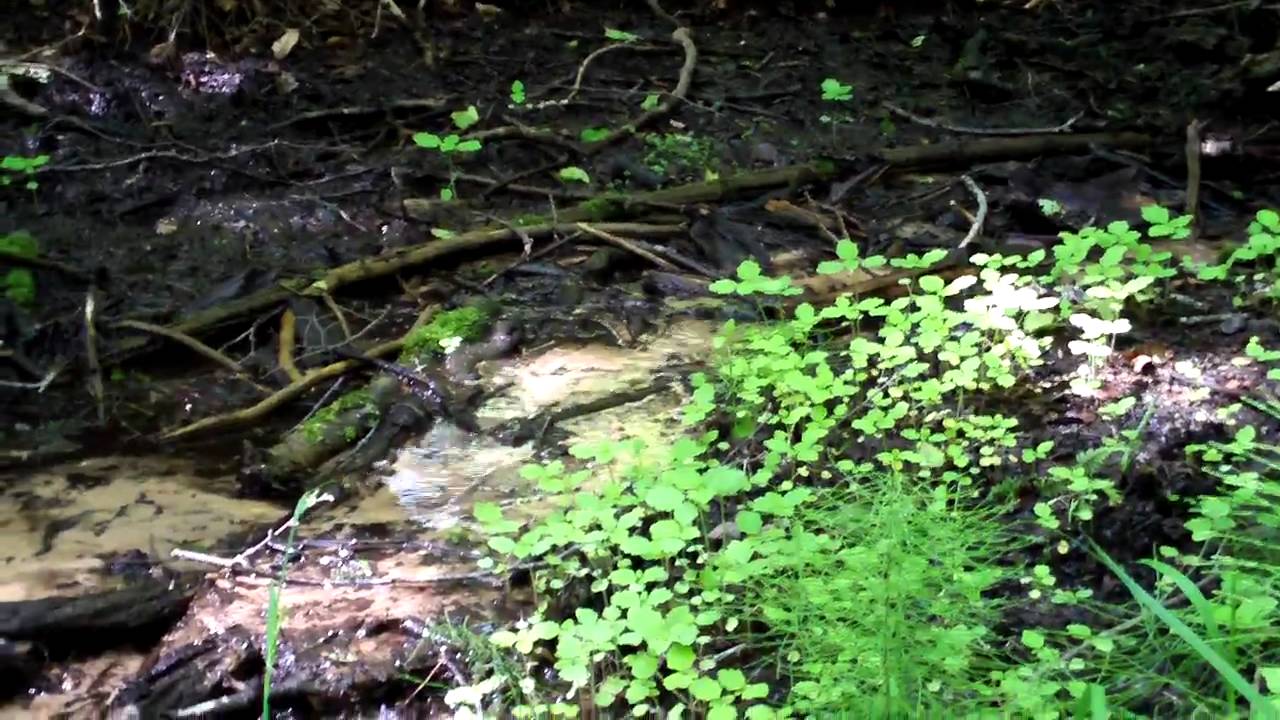 Flowing spring - Offield Family Nature Preserve - YouTube