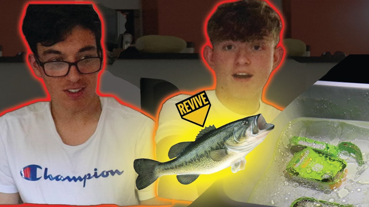 How to actually Revive a Dead Fish? - YouTube