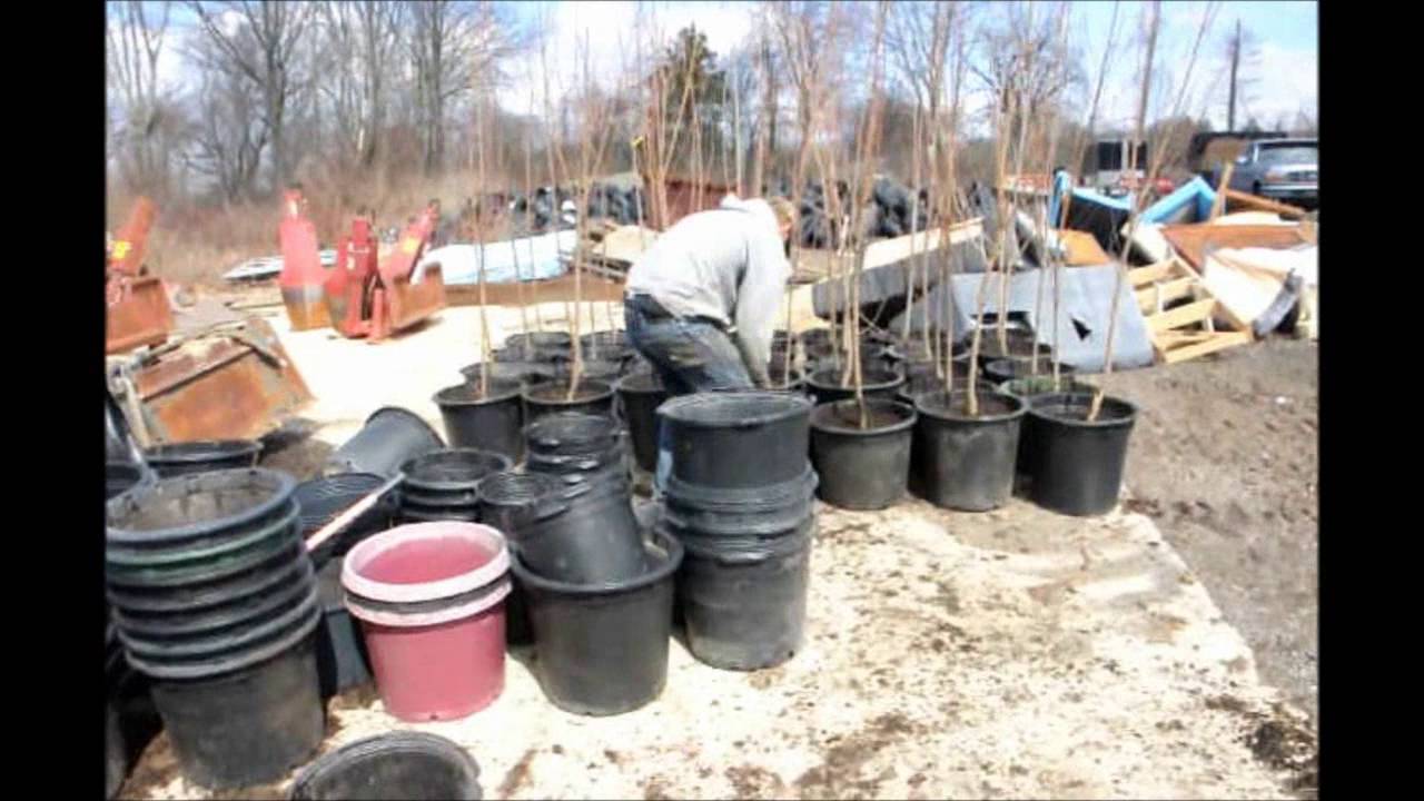 Growing Apricot Trees in Pots About Potting - YouTube