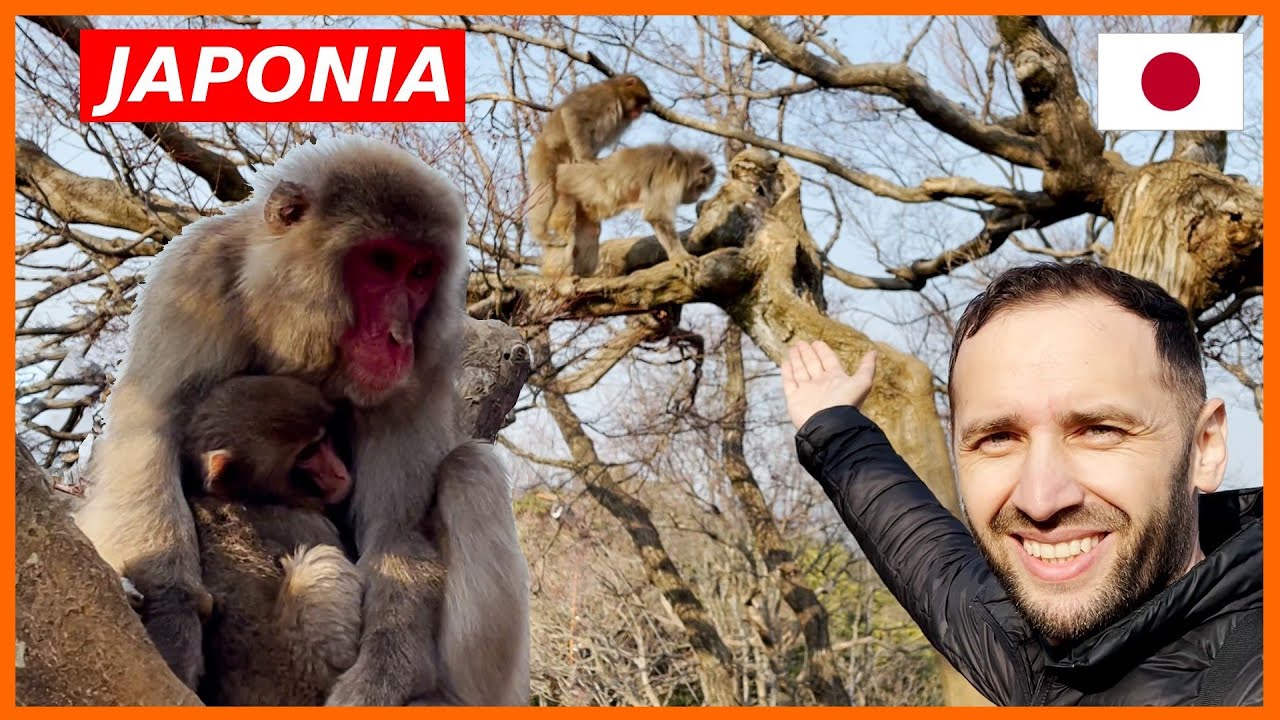 KYOTO: Aici traiesc MAIMUTELE JAPONEZE! ( Ambulanta INTARZIE si in ...