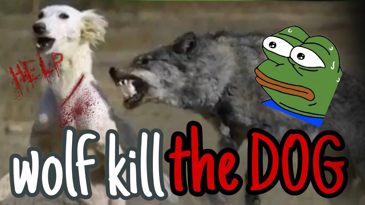The brutal attack of the wolf to the dog - YouTube