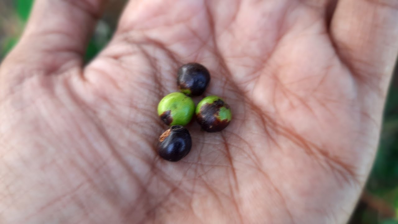 கிராமத்து ருசி // Village Fruits || Strange Fruits || Unique Fruit ...
