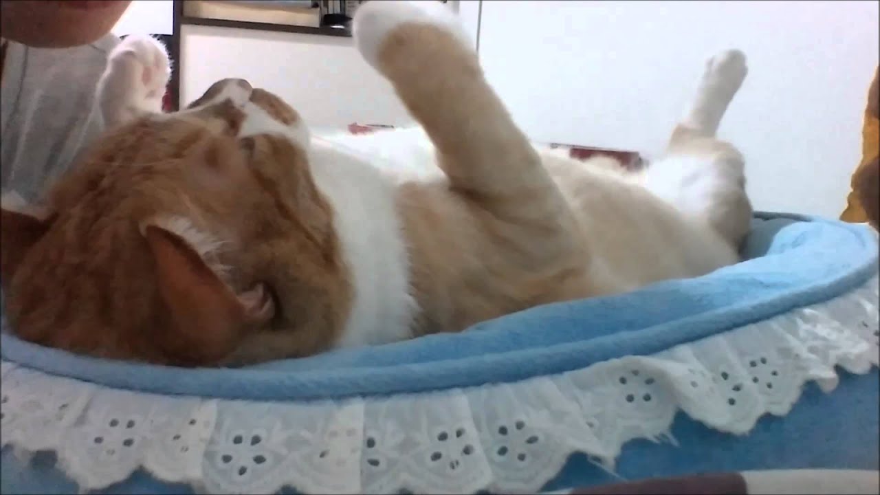 Kissing cat - Kebab D Diary - YouTube