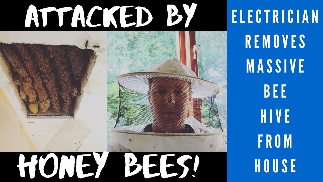 Electrician Removes Huge Bee Hive from Kitchen Ceiling - YouTube