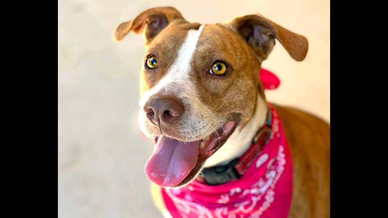 Izzie! GREAT UPDATE! TracysPawsRescue Saving dogs in south Texas and ...