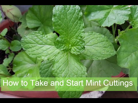 How to Take and Start Mint Cuttings - HD - YouTube