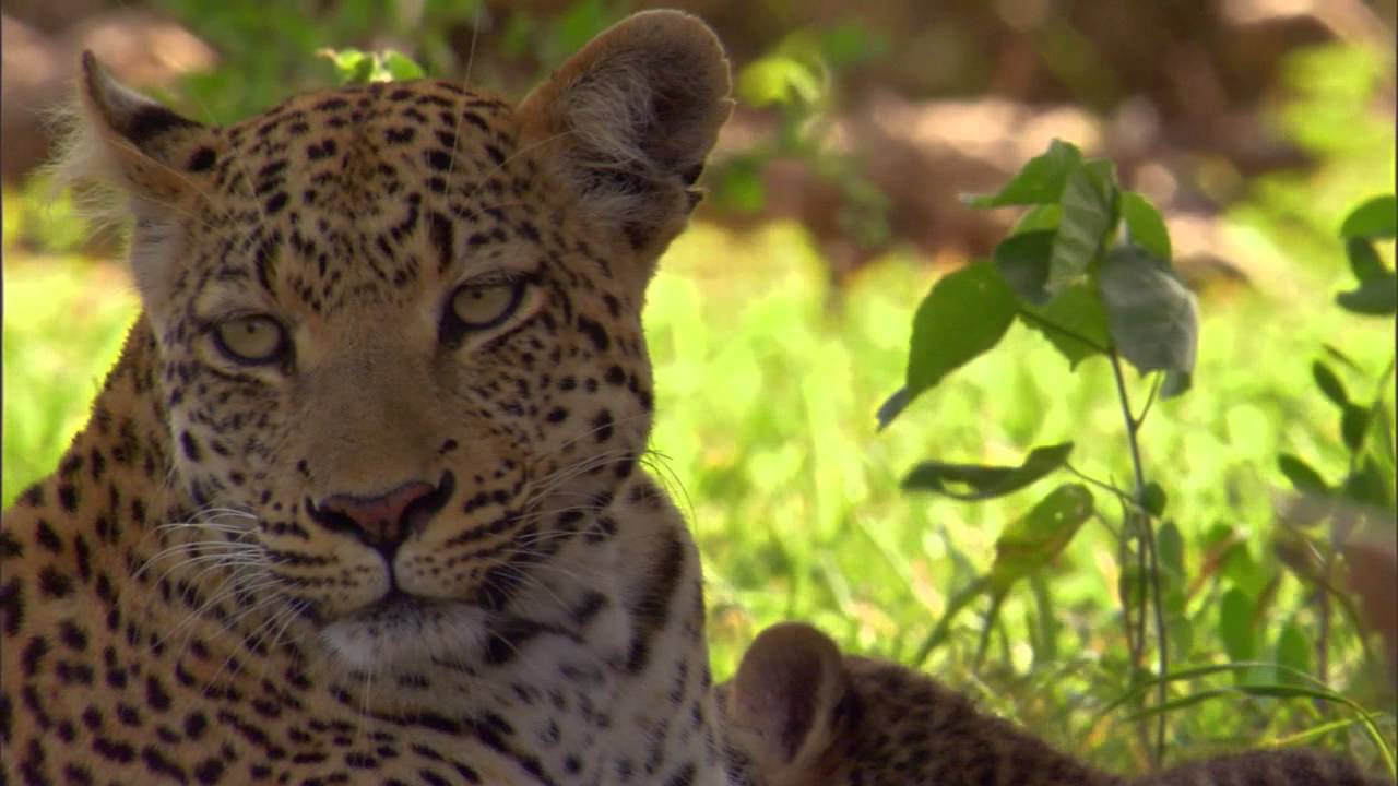Leopard reflections - agility - YouTube