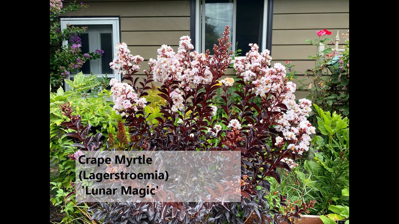 Crape Myrtle (Lagerstroemia) Lunar Magic - YouTube