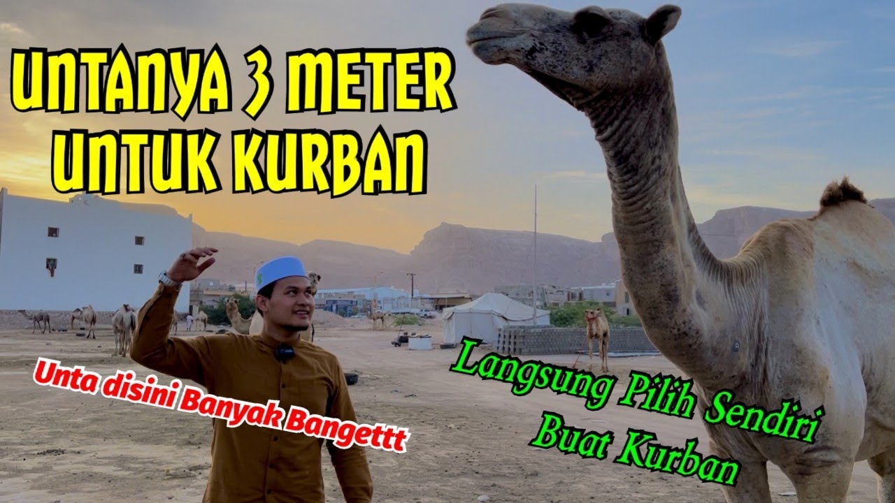 Berburu Unta di Tarim Yaman‼️ Untuk Qurban Idul Adha - YouTube