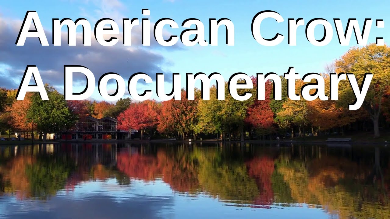 American Crow: A Documentary - YouTube