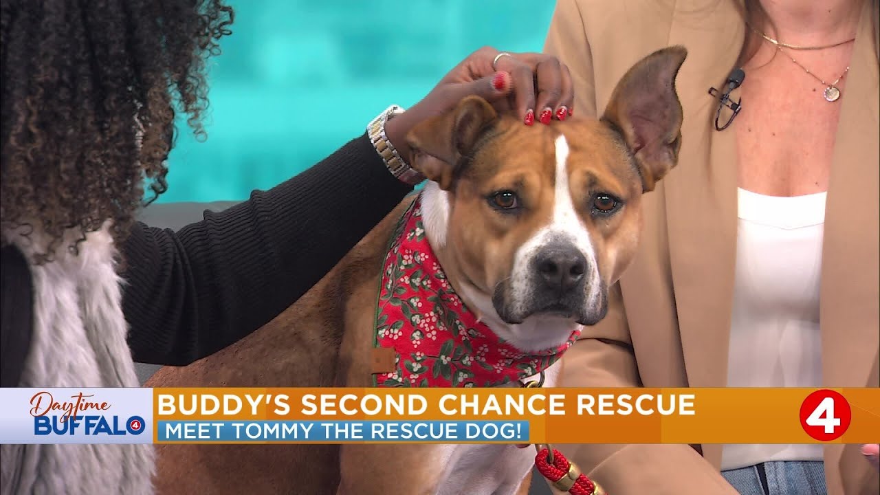 Daytime Buffalo: Buddy's Rescue brings in Nala and talks about Rein in ...