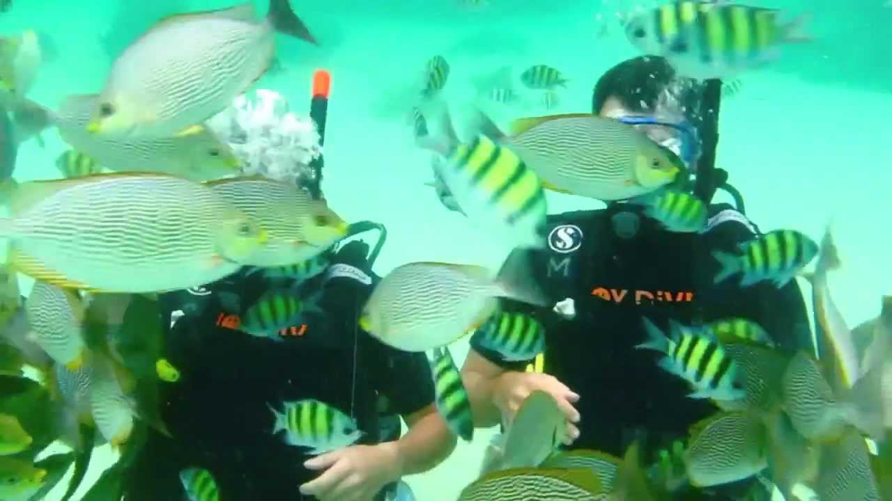 Coral fish eat bananas - YouTube
